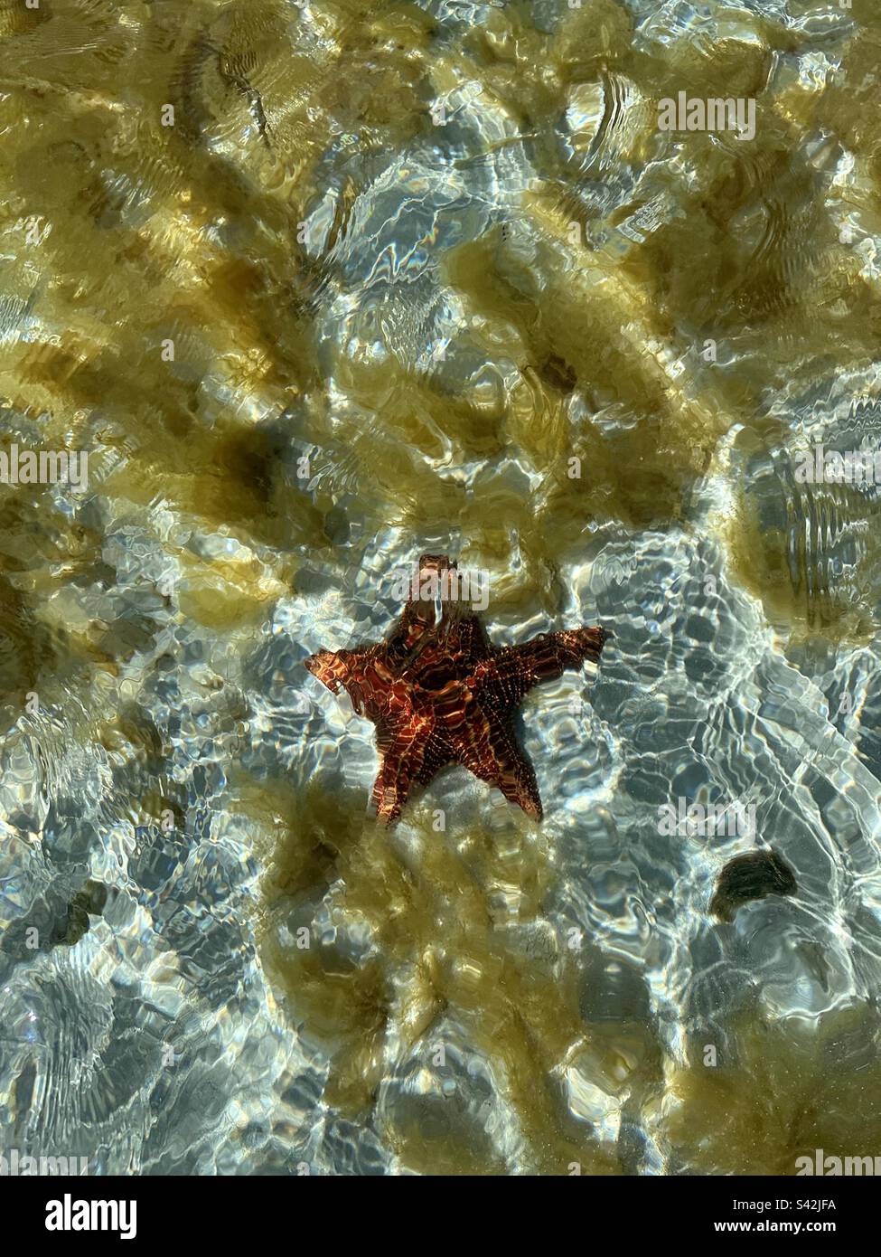 Bahamas sea star hi-res stock photography and images - Alamy