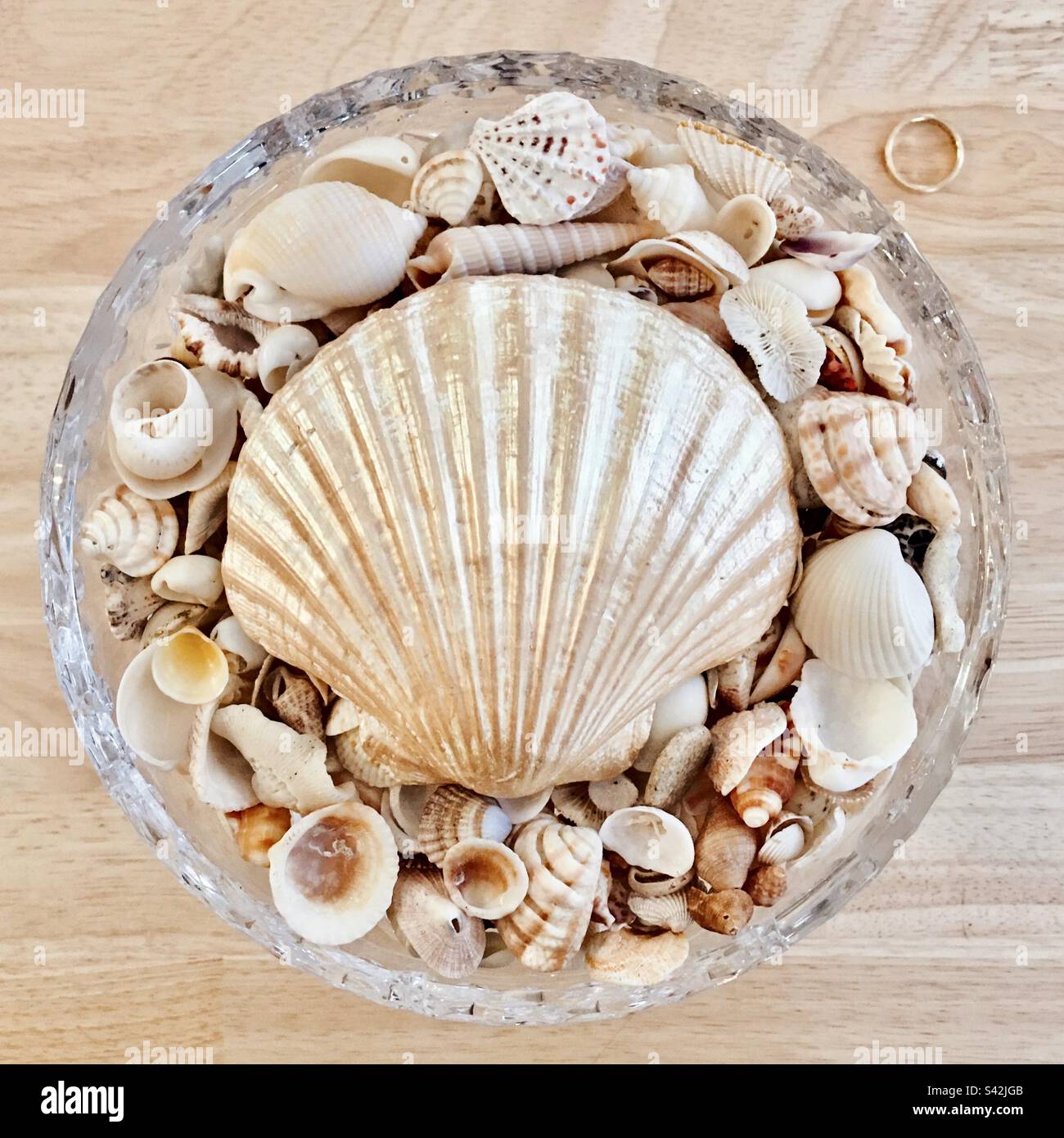 This is a hand painted Irish calico scallop seashell on top of a ...