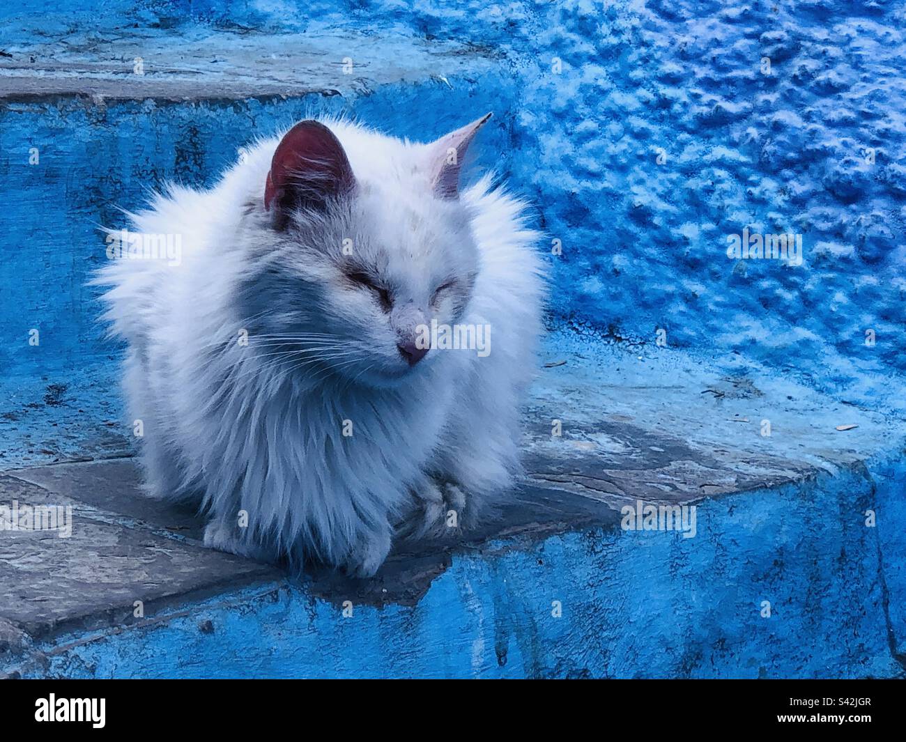 Cat 4 hi-res stock photography and images - Alamy