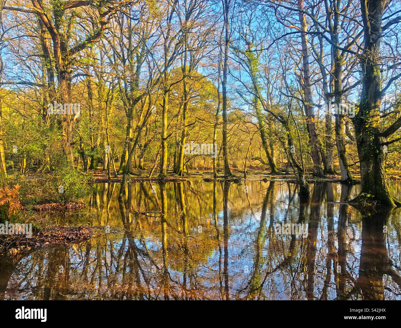 Autumn trees reflections on flooded Ober Water stream in the New Forest ...