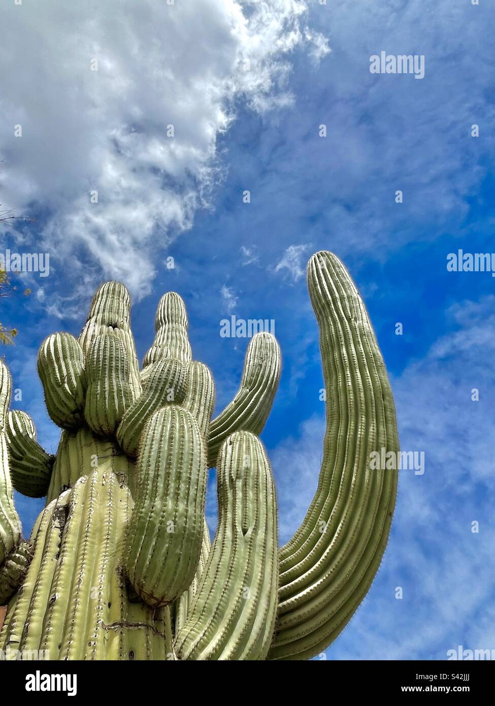 The mighty giant saguaro reaching its arms towards the sky in the ...