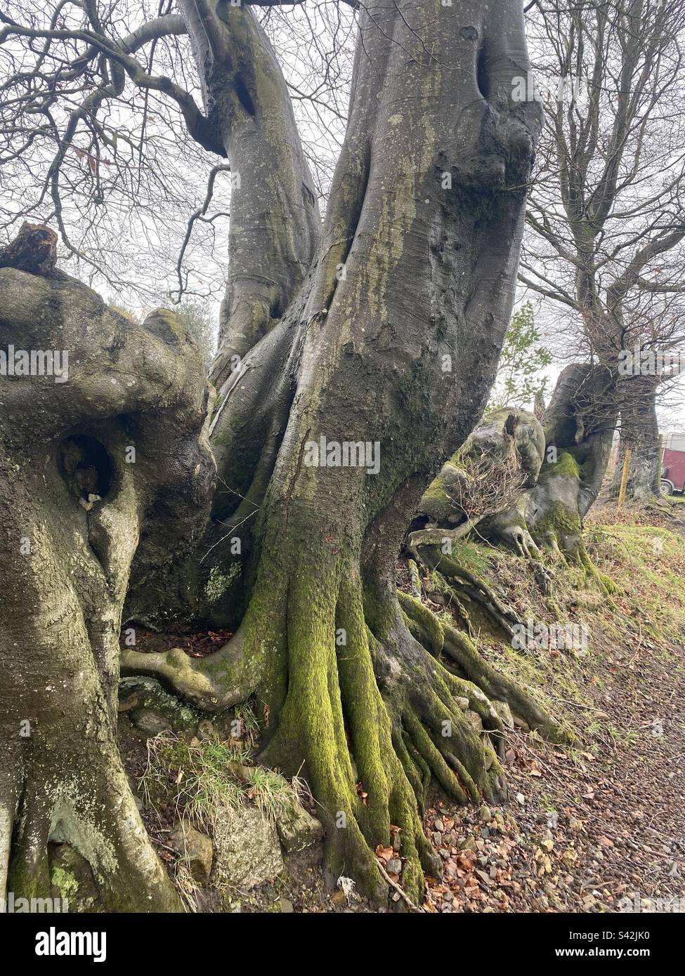 Wiggly trees hi-res stock photography and images - Alamy
