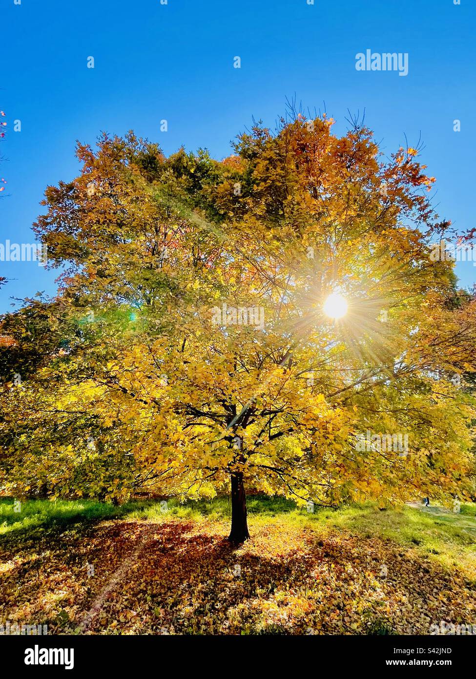 Fall Foliage with yellow leaf tree and light going through Stock Photo ...