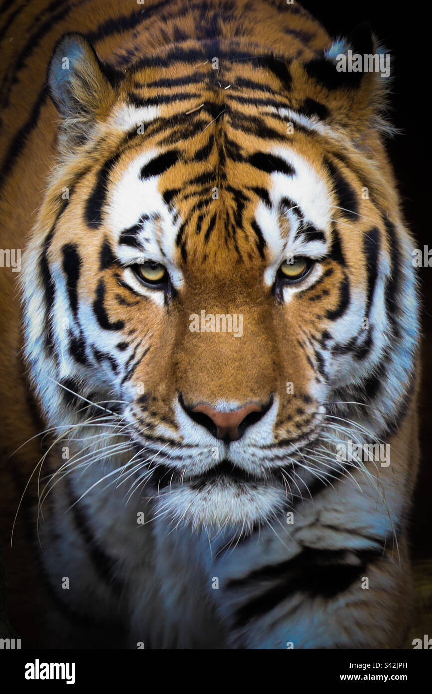 Dangerous tiger hi-res stock photography and images - Alamy