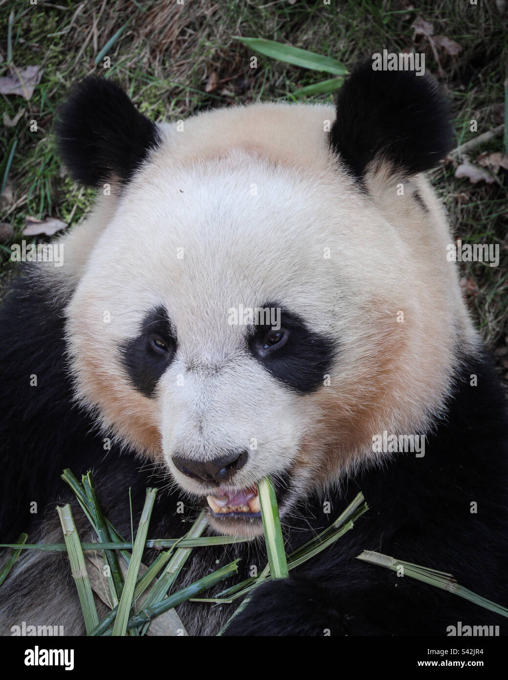 Kung Fu Panda Face Close Up