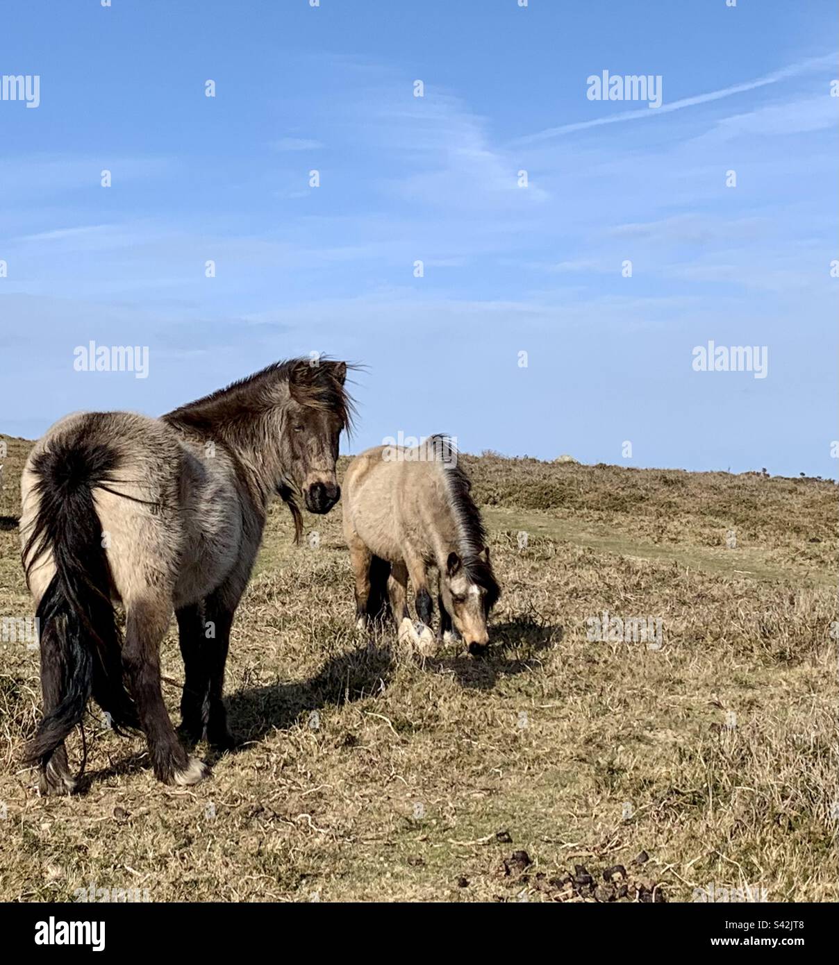 Two Welsh wild mountain ponies cobs Stock Photo - Alamy