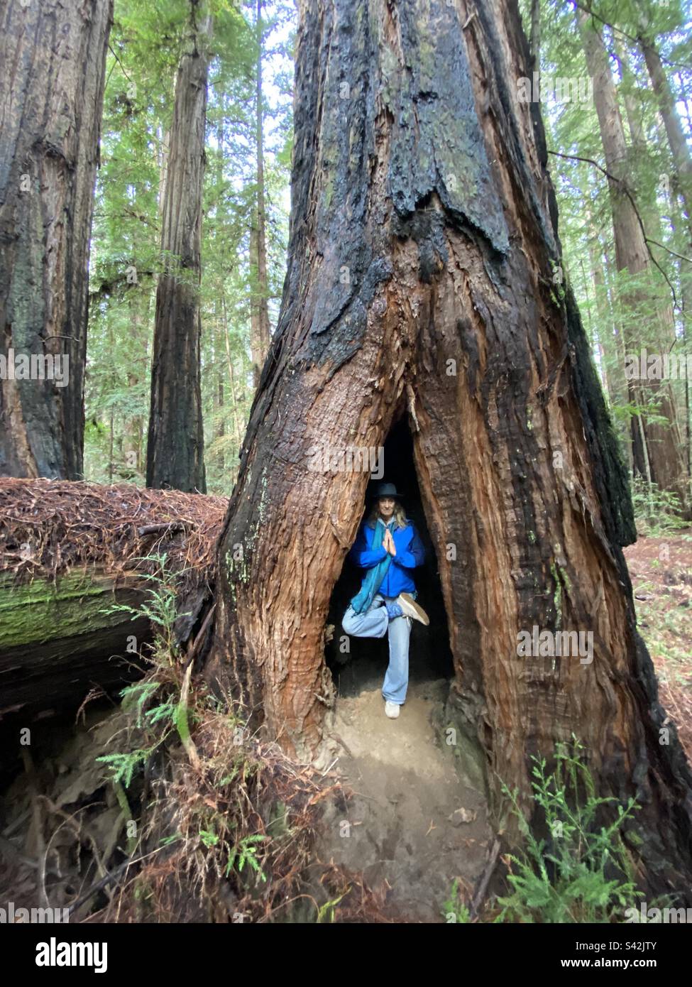 Redwood tree california hi-res stock photography and images - Alamy
