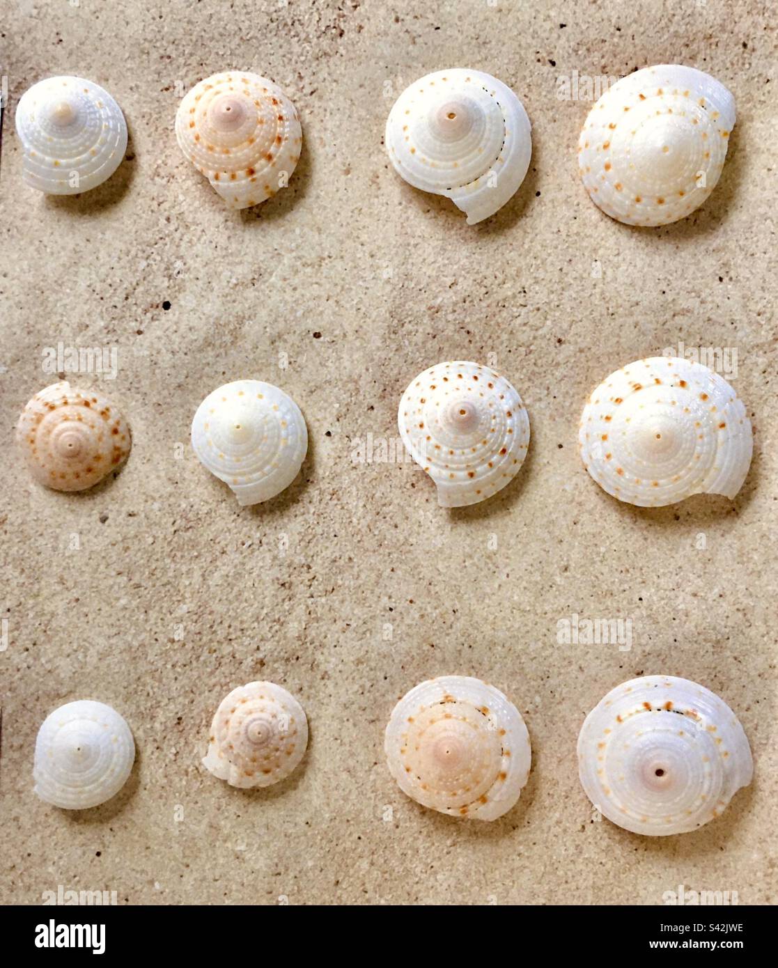 Architectonica nobilis hi-res stock photography and images - Alamy