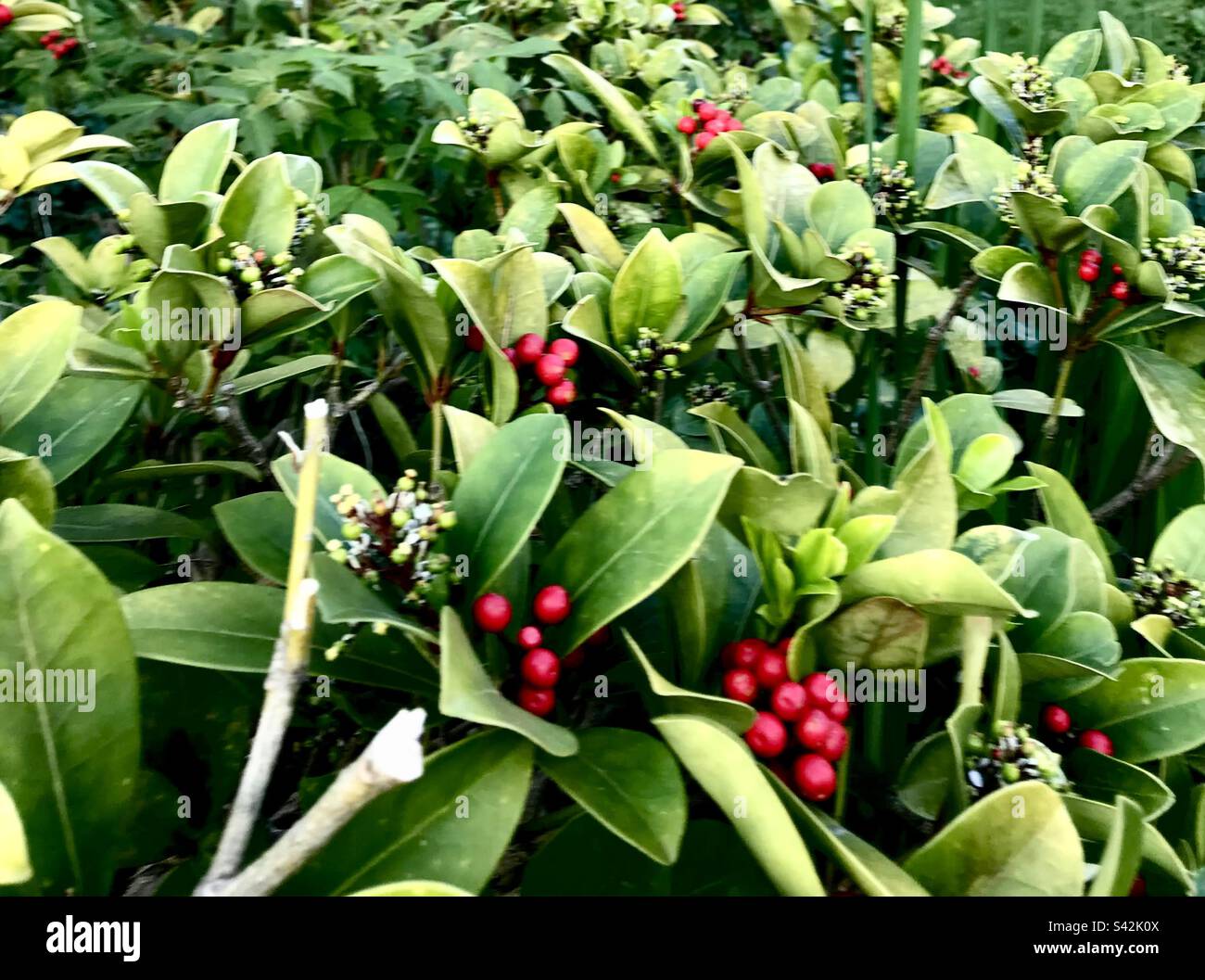Red berries among green leaves Stock Photo - Alamy