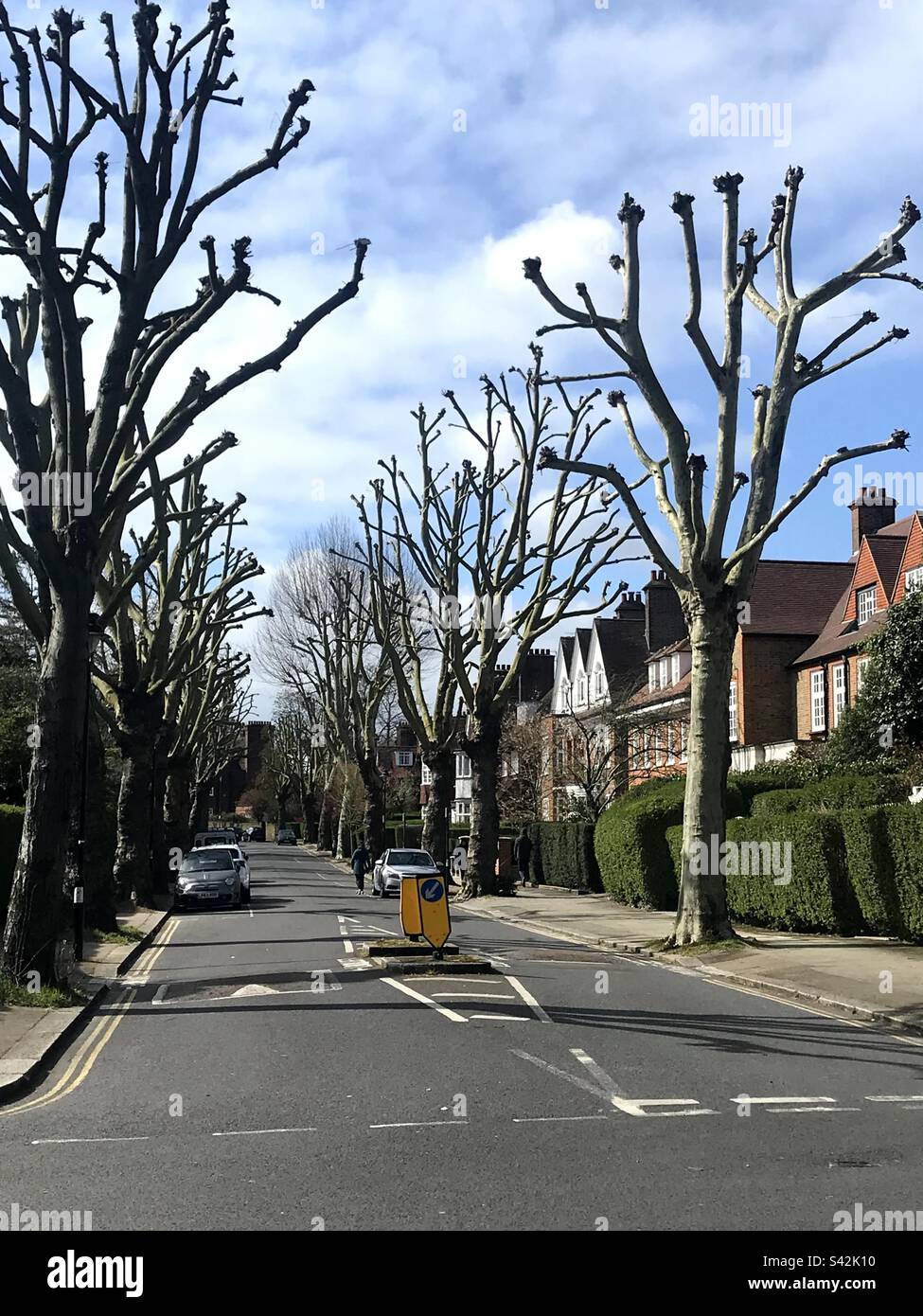 Stumpy trees hi-res stock photography and images - Alamy