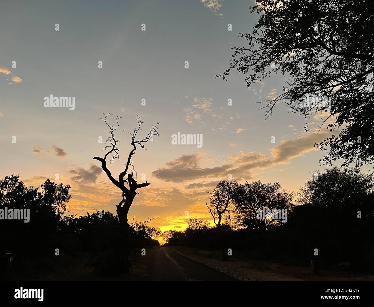 Bush sunrise with silhouette hi-res stock photography and images - Alamy