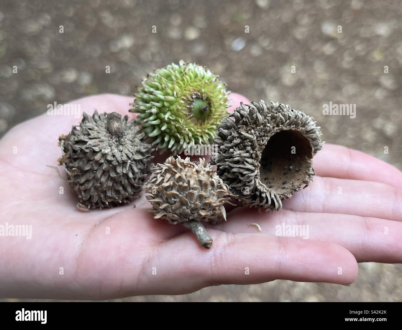 Acorns seeds hi-res stock photography and images - Alamy