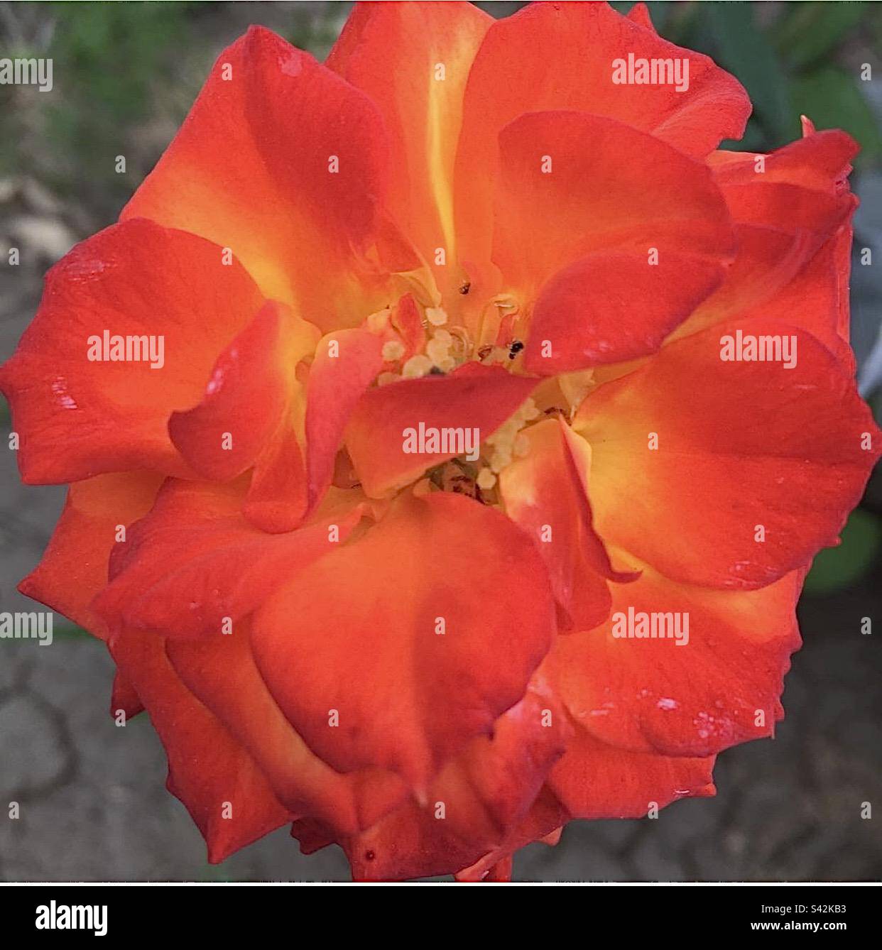 A fiery jury flower . Its colors look like the fire colors . It is ...