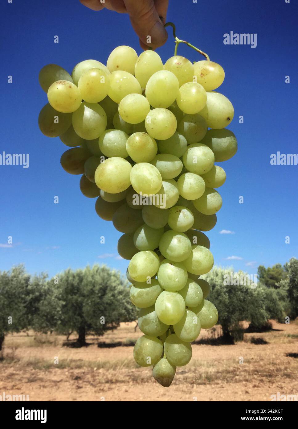 Moscatel grapes at harvest, Catalonia, Spain Stock Photo - Alamy