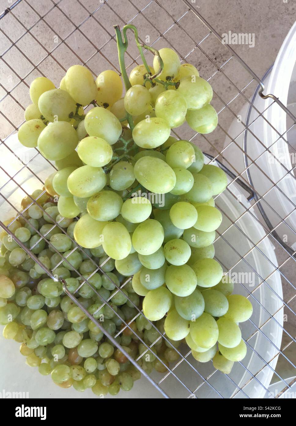 Moscatel hi-res stock photography and images - Alamy