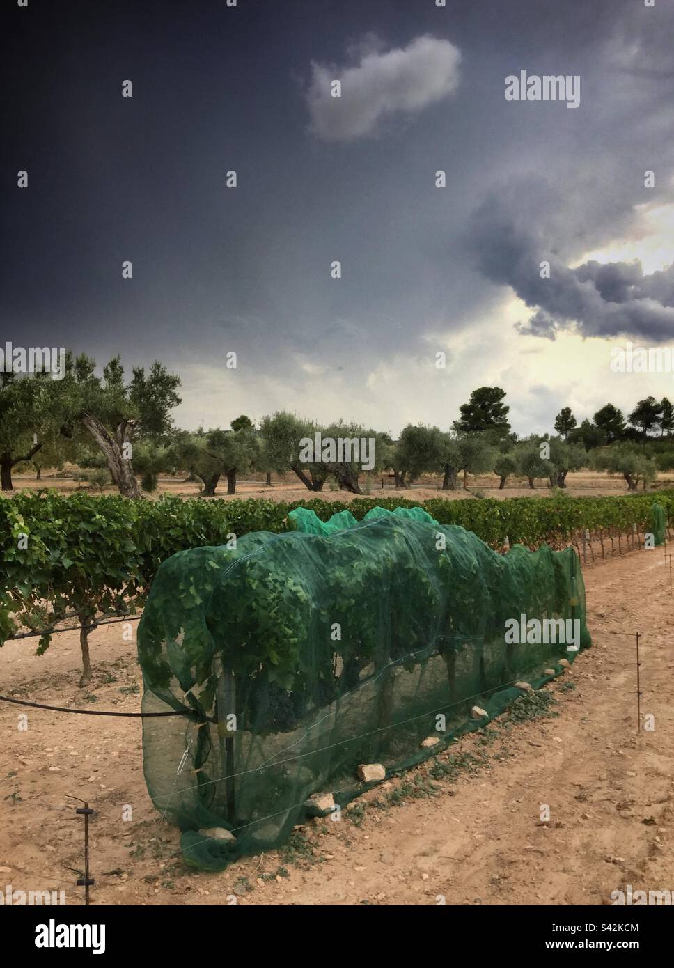 Bird protection nets in hi-res stock photography and images - Alamy