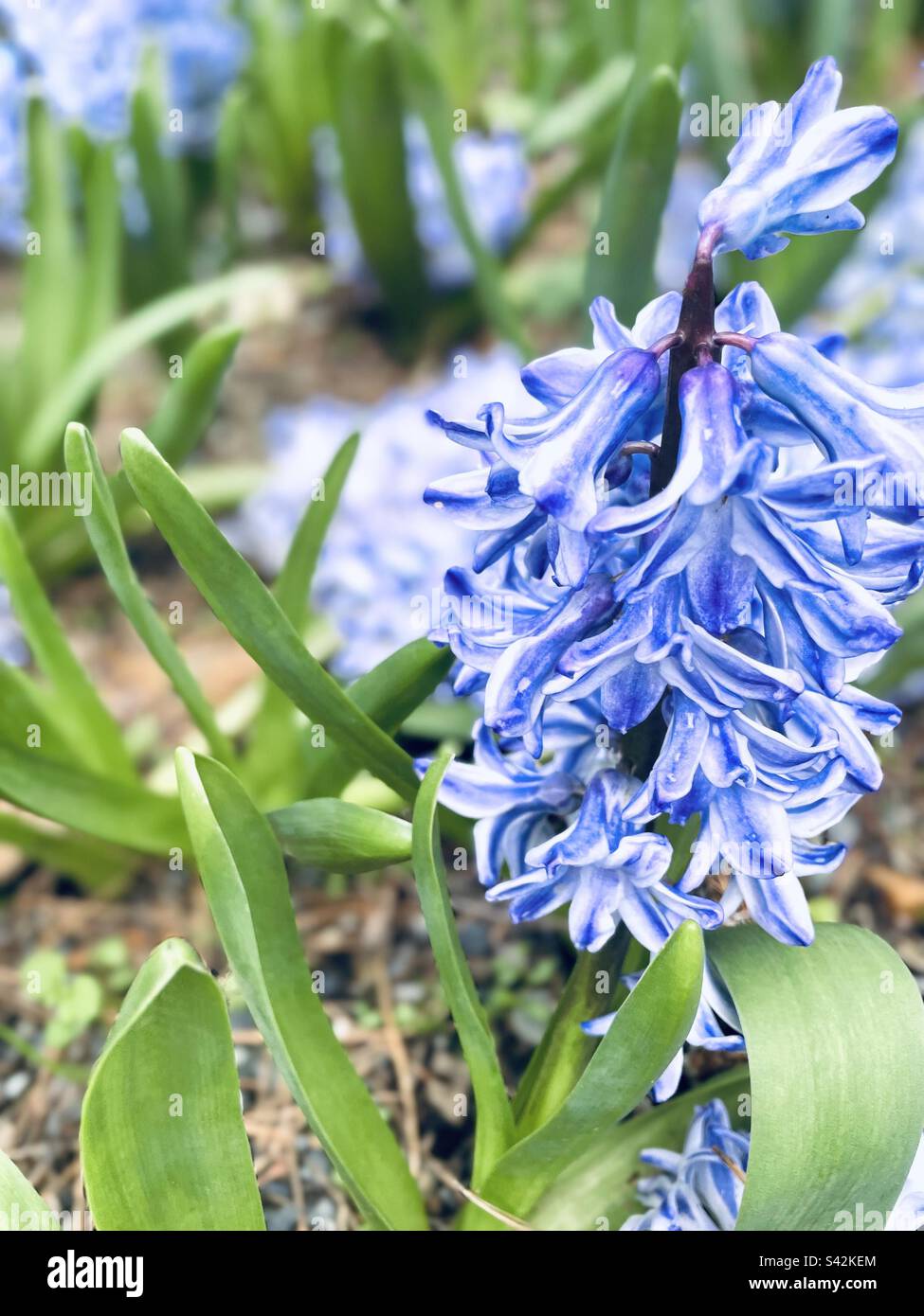 Blue hyacinth flowers hi-res stock photography and images - Alamy