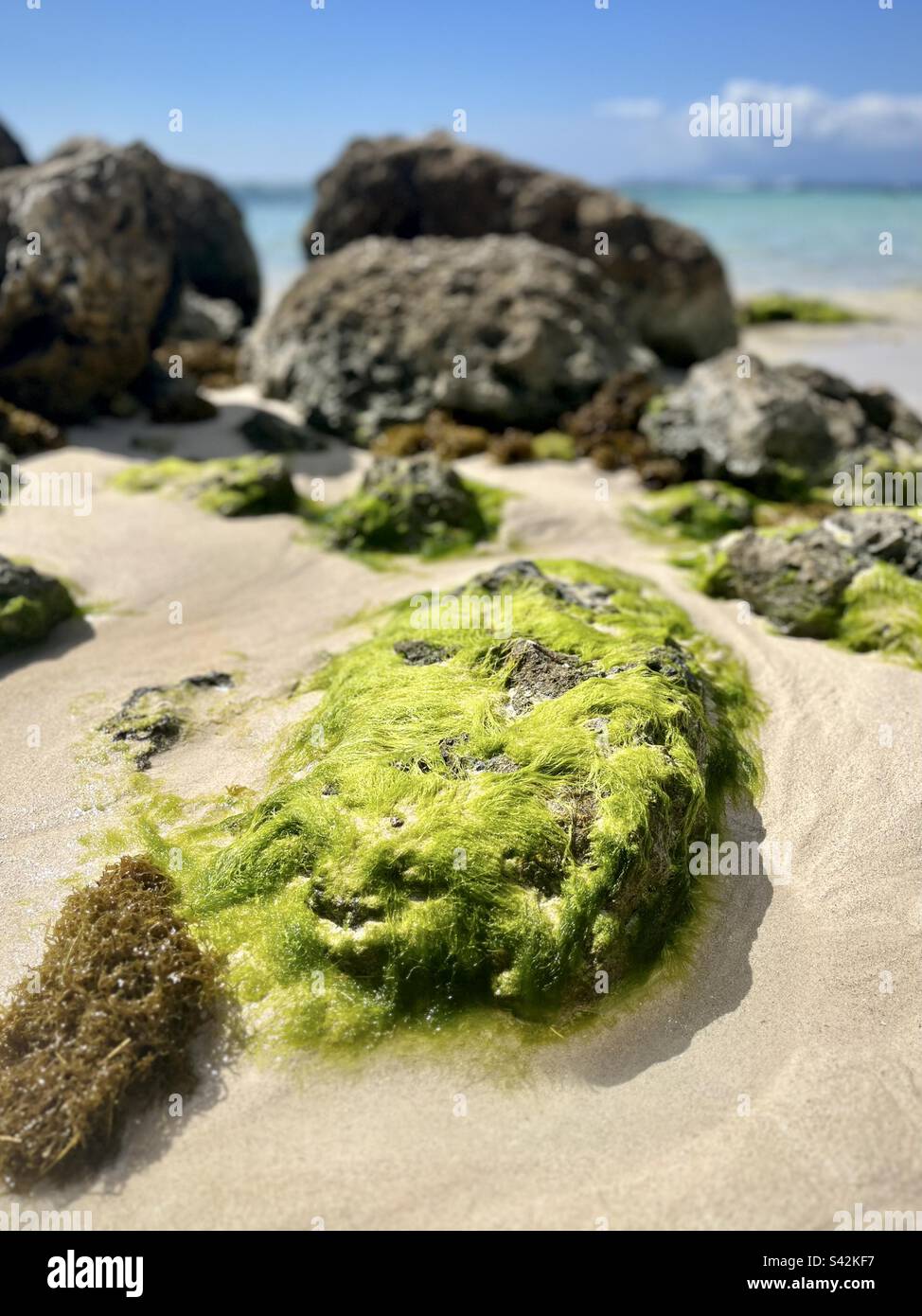 Close-up of rocks covered with algae on a Caribbean beach. Photo taken ...