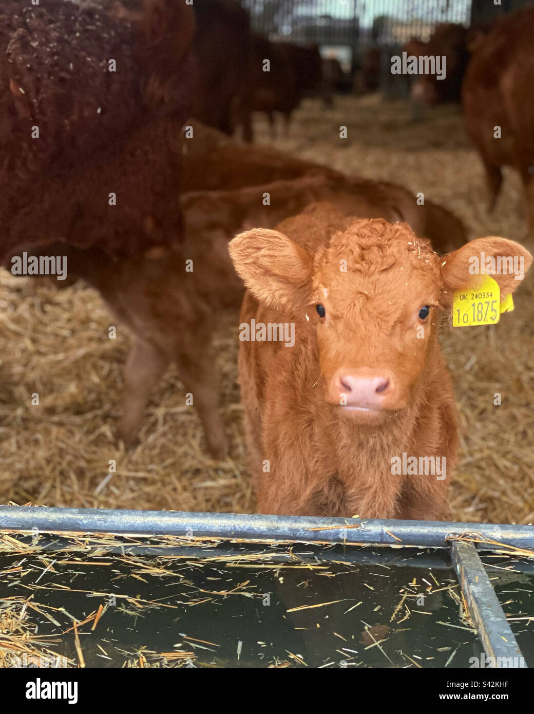 New born farm animals hi-res stock photography and images - Alamy