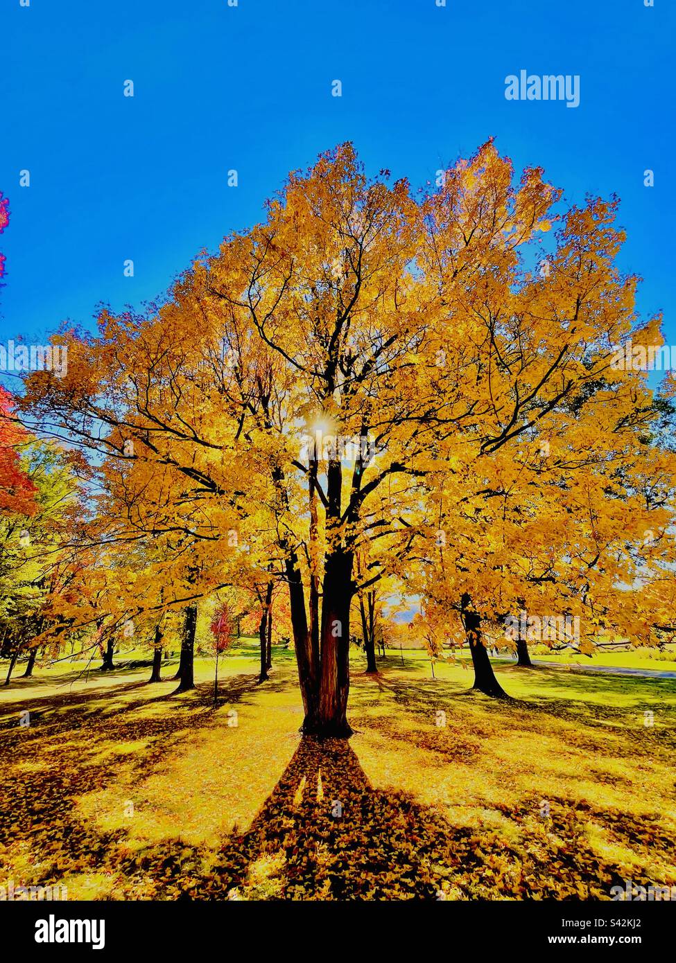 Fall Foliage in the Northeast Stock Photo - Alamy