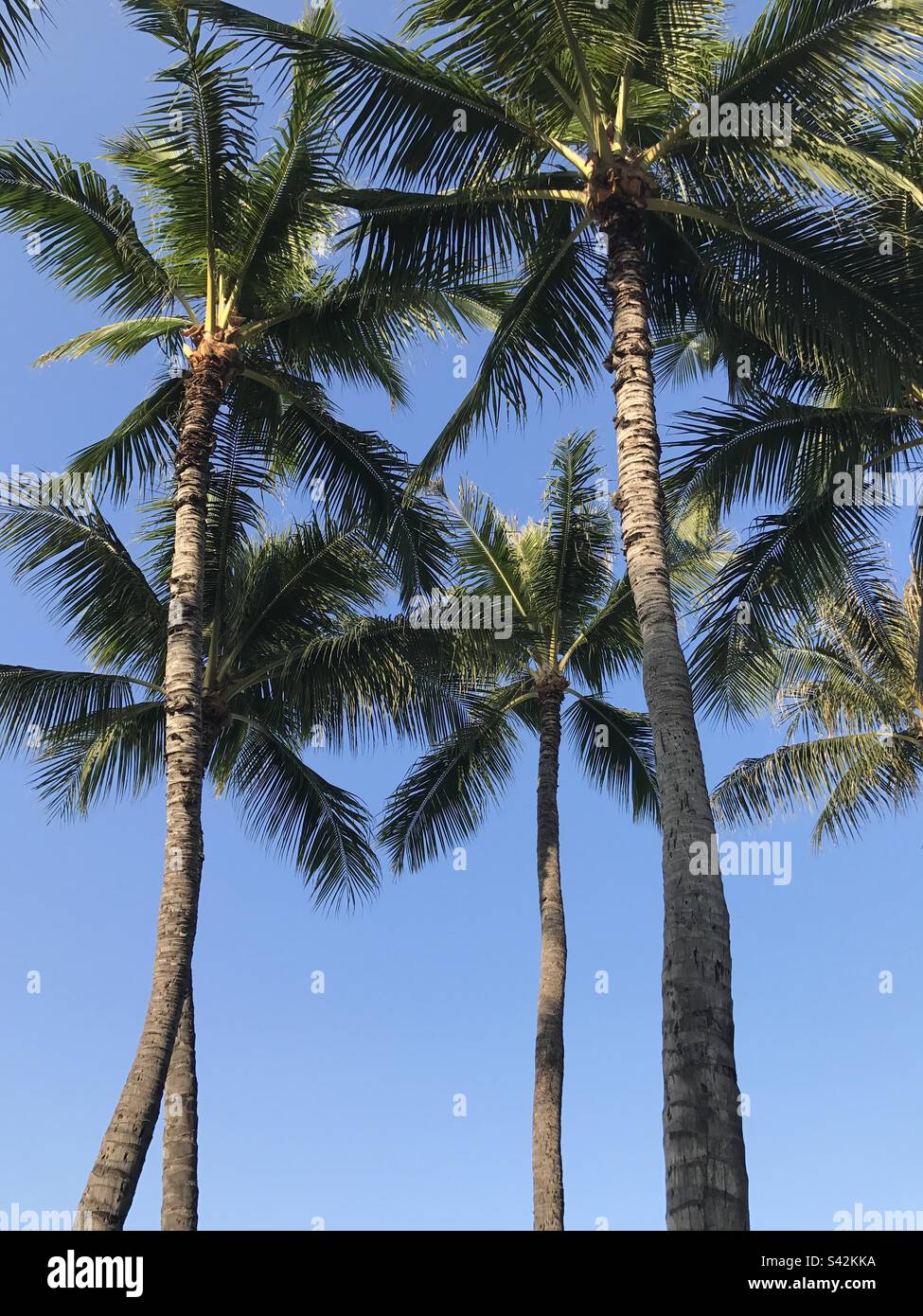 Palm trees and blue skies Honolulu Hawaii Stock Photo - Alamy