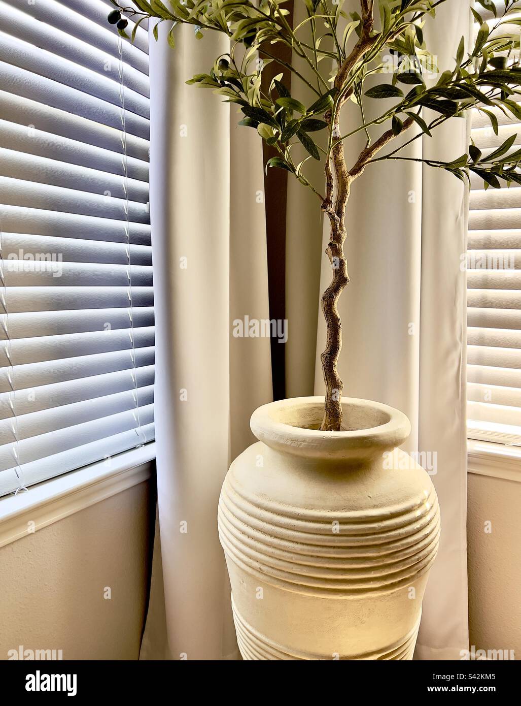 Olive tree in a white pot hi-res stock photography and images - Alamy