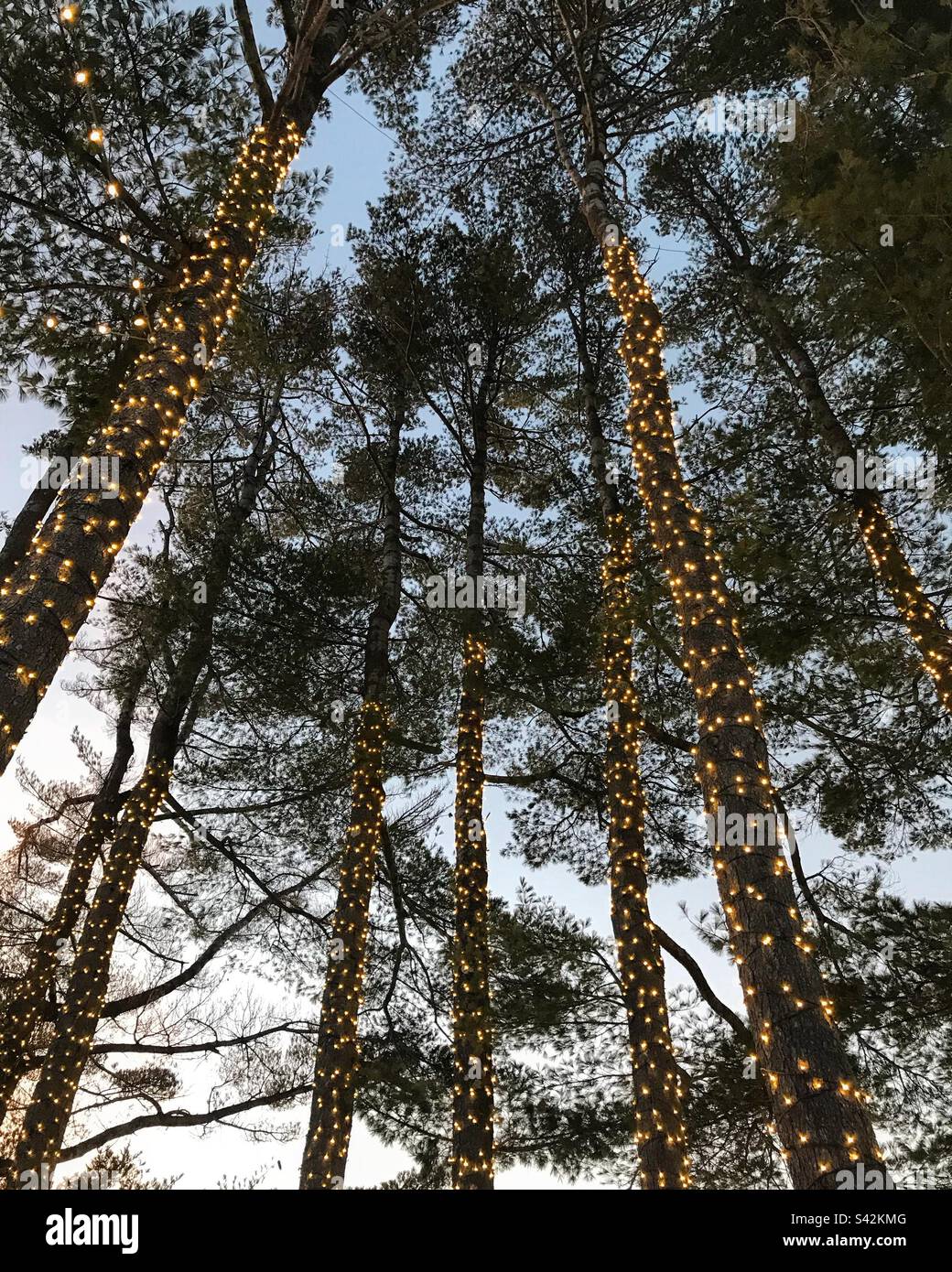 Trees wrapped in lights hi-res stock photography and images - Alamy