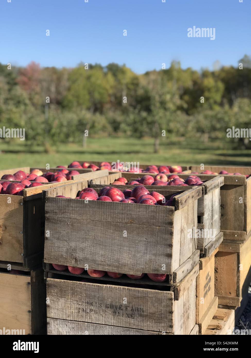 Boxes in orchard hi-res stock photography and images - Alamy