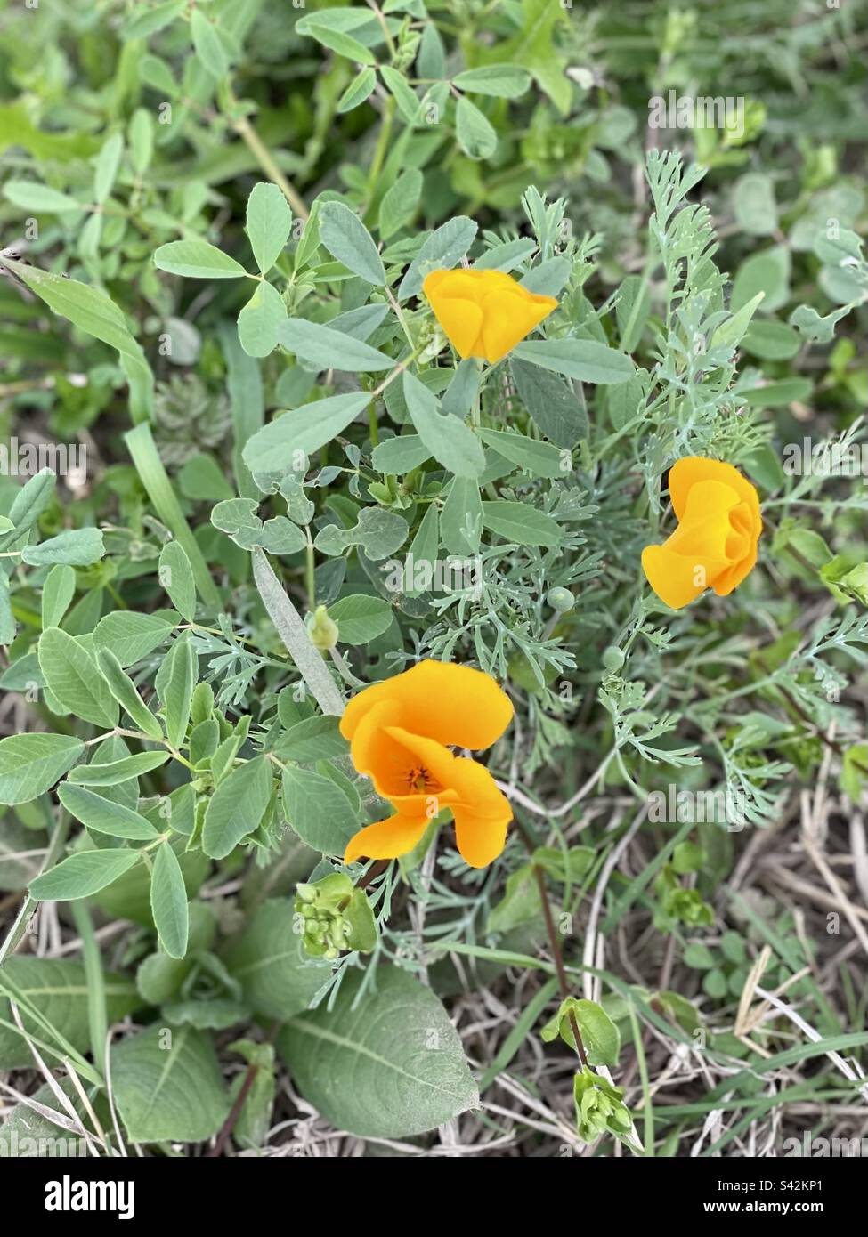 Three golden yellow buds hi-res stock photography and images - Alamy