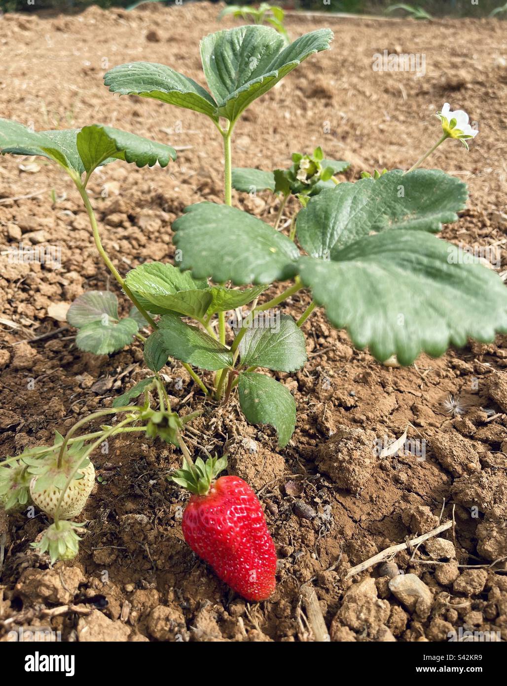 Small strawberry plant already bearing fruits Stock Photo - Alamy