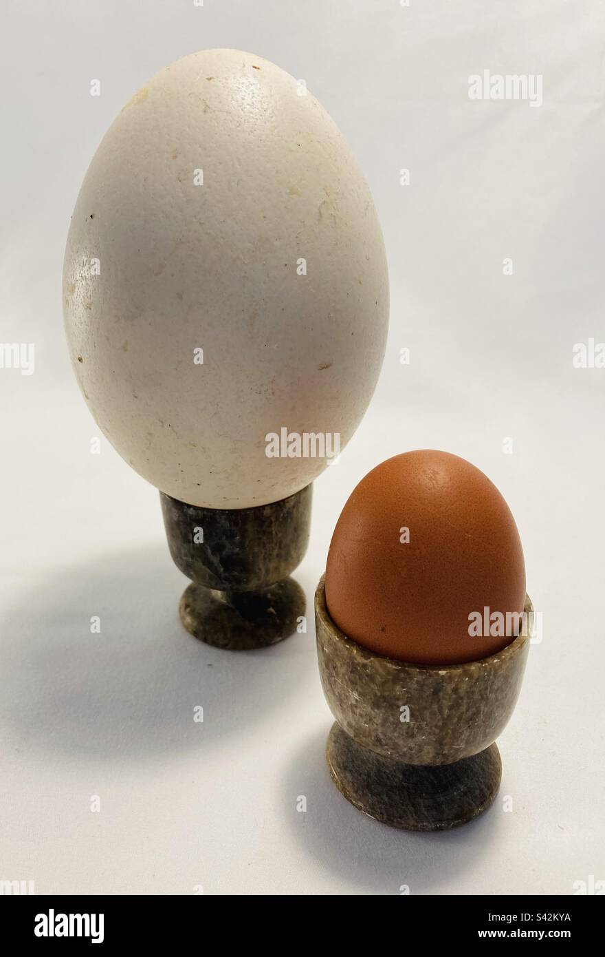 Rhea egg hi-res stock photography and images - Alamy