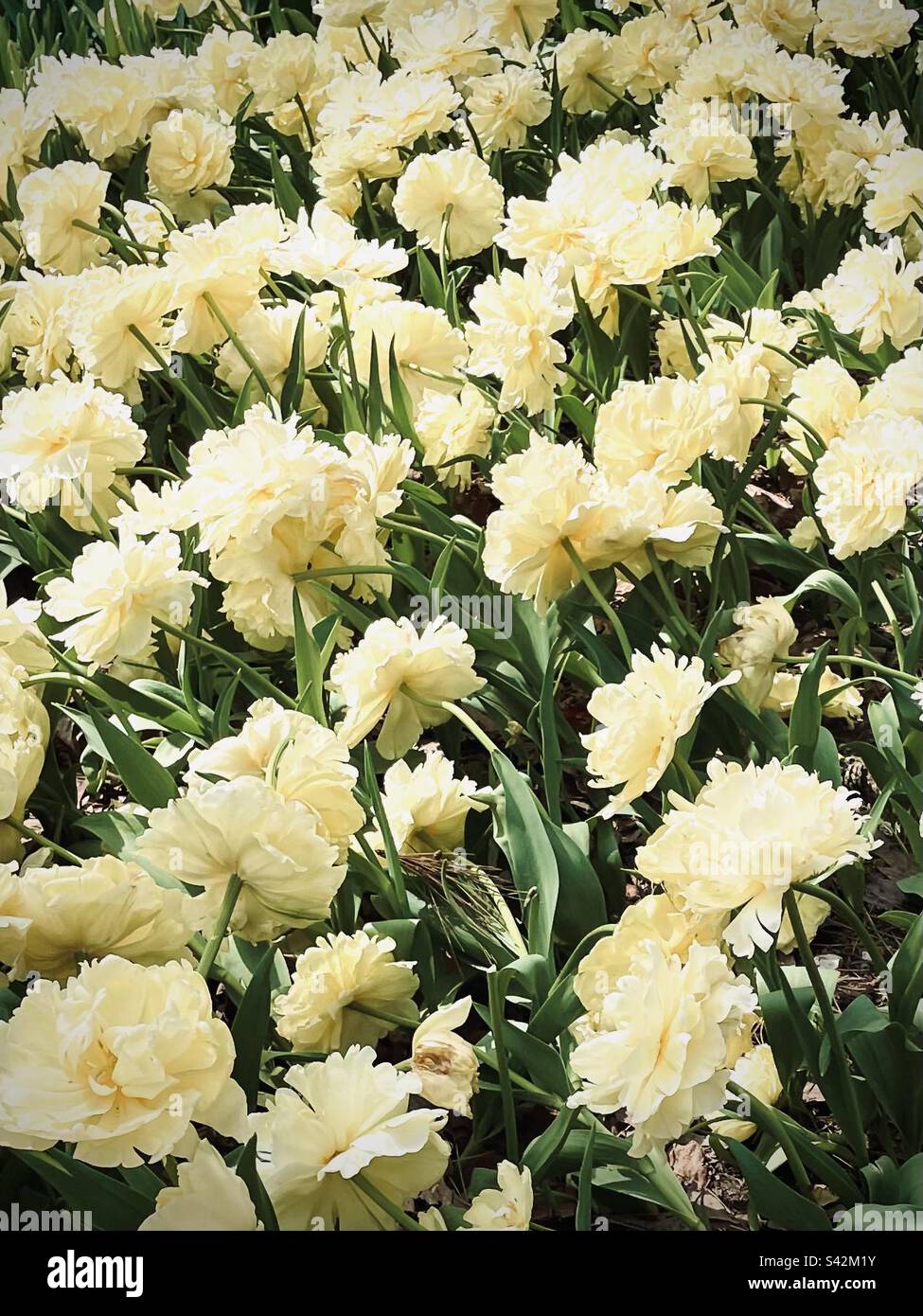 Buttery yellow double tulips in full bloom Stock Photo - Alamy
