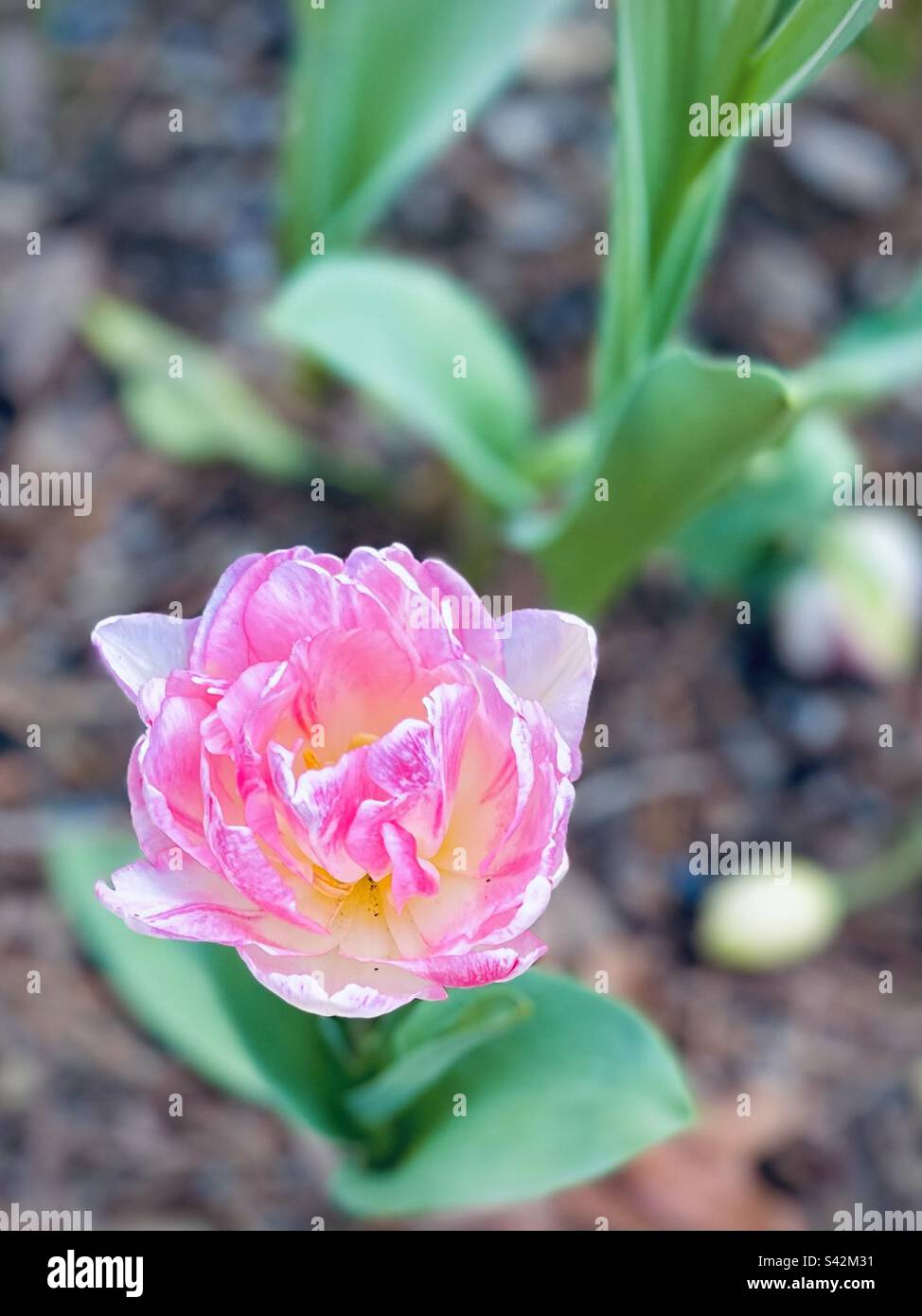 Bright pink tulip hi-res stock photography and images - Alamy