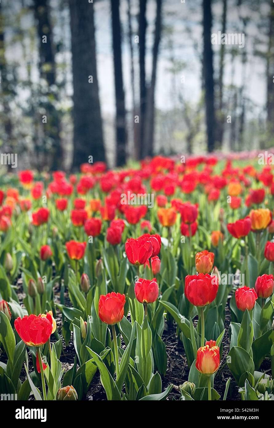 Bold and red hi-res stock photography and images - Alamy