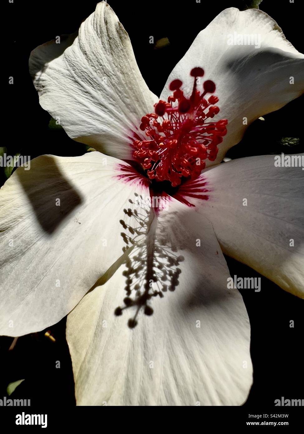 Close up hibiscus flower hi-res stock photography and images - Alamy