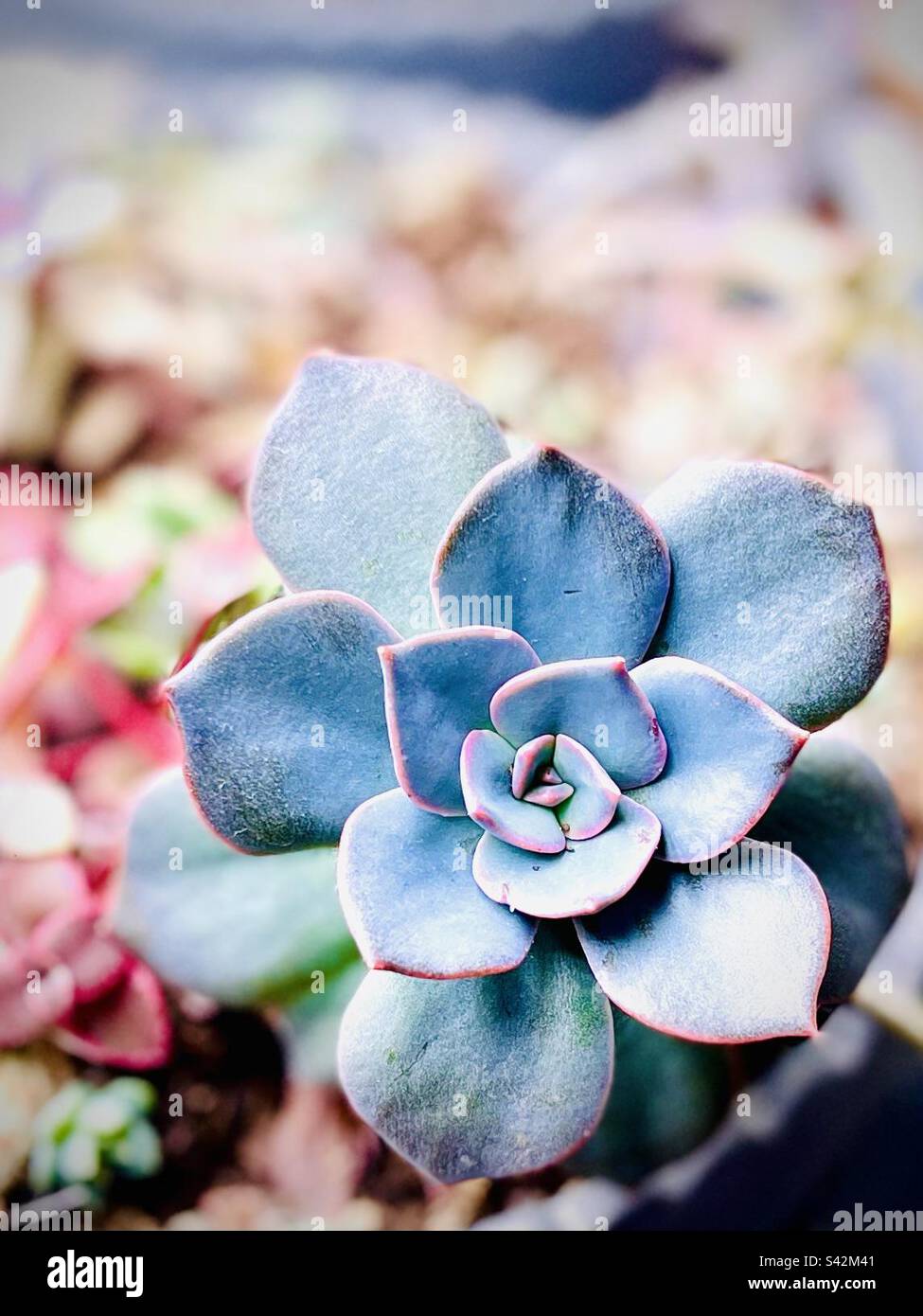 Rosette of echeveria hi-res stock photography and images - Alamy