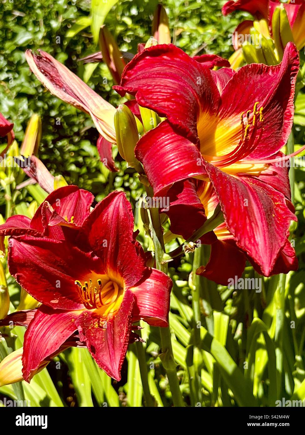 Red day lilies hi-res stock photography and images - Alamy
