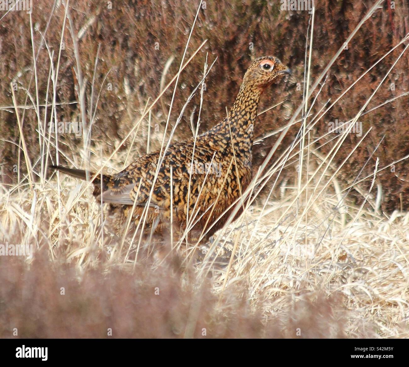 Hen grouse hi-res stock photography and images - Alamy