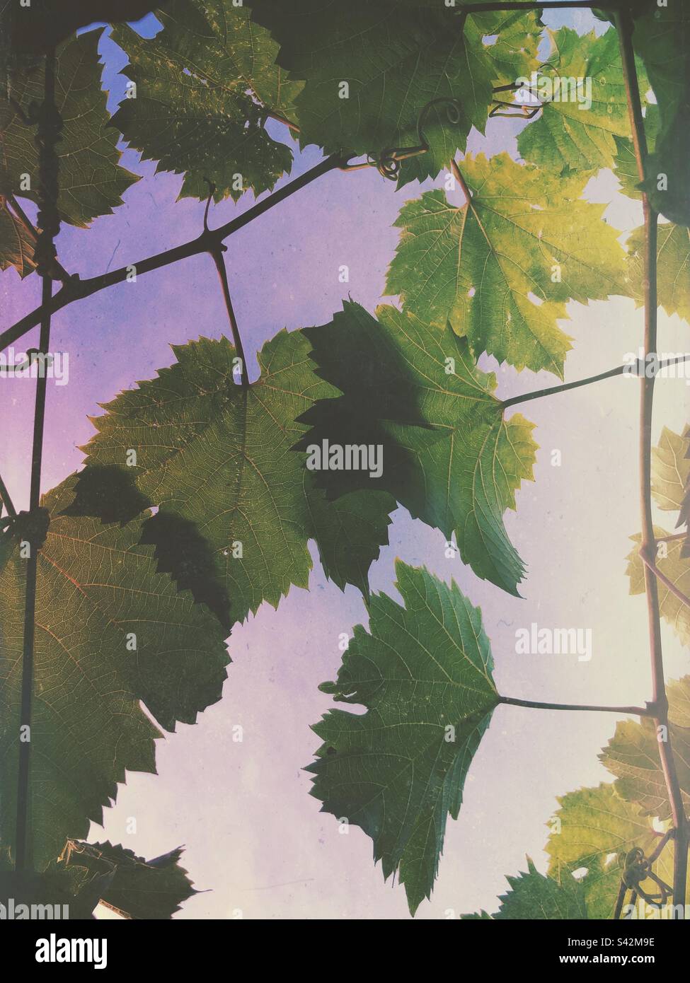 Vine cover hi-res stock photography and images - Alamy