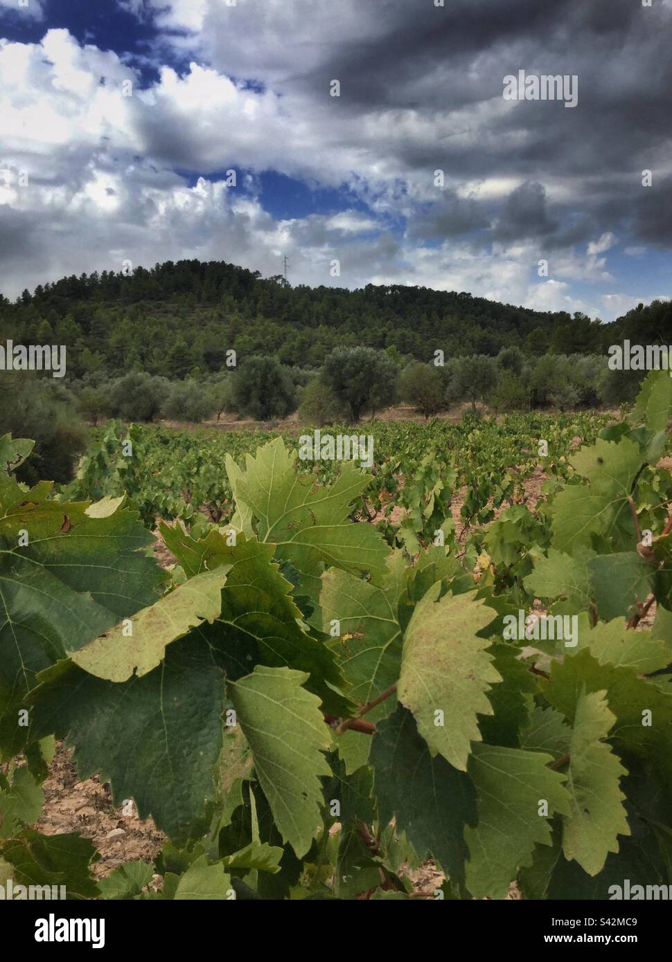 Carignan spain hi-res stock photography and images - Alamy