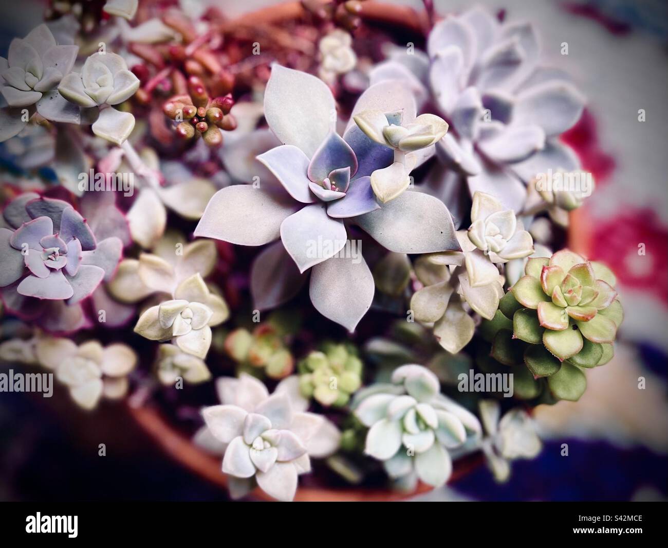 Succulents arrangement hi-res stock photography and images - Alamy