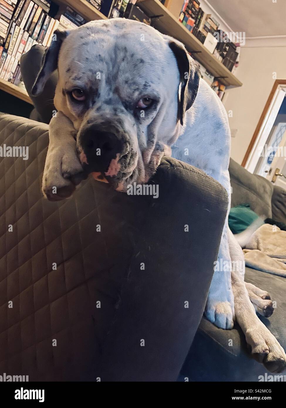 Grumpy dog relaxing on the sofa Stock Photo - Alamy