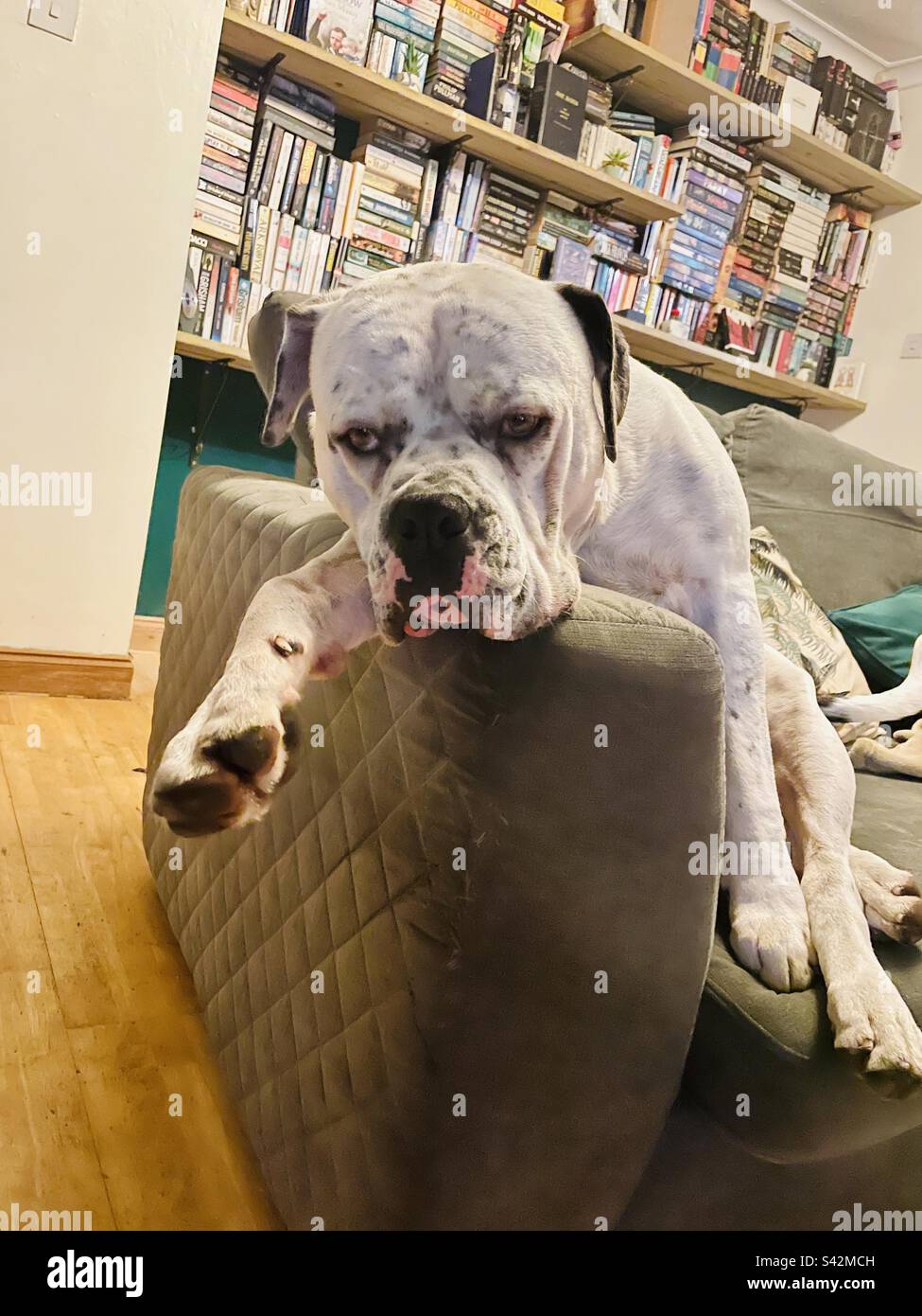 Grumpy dog hi-res stock photography and images - Alamy