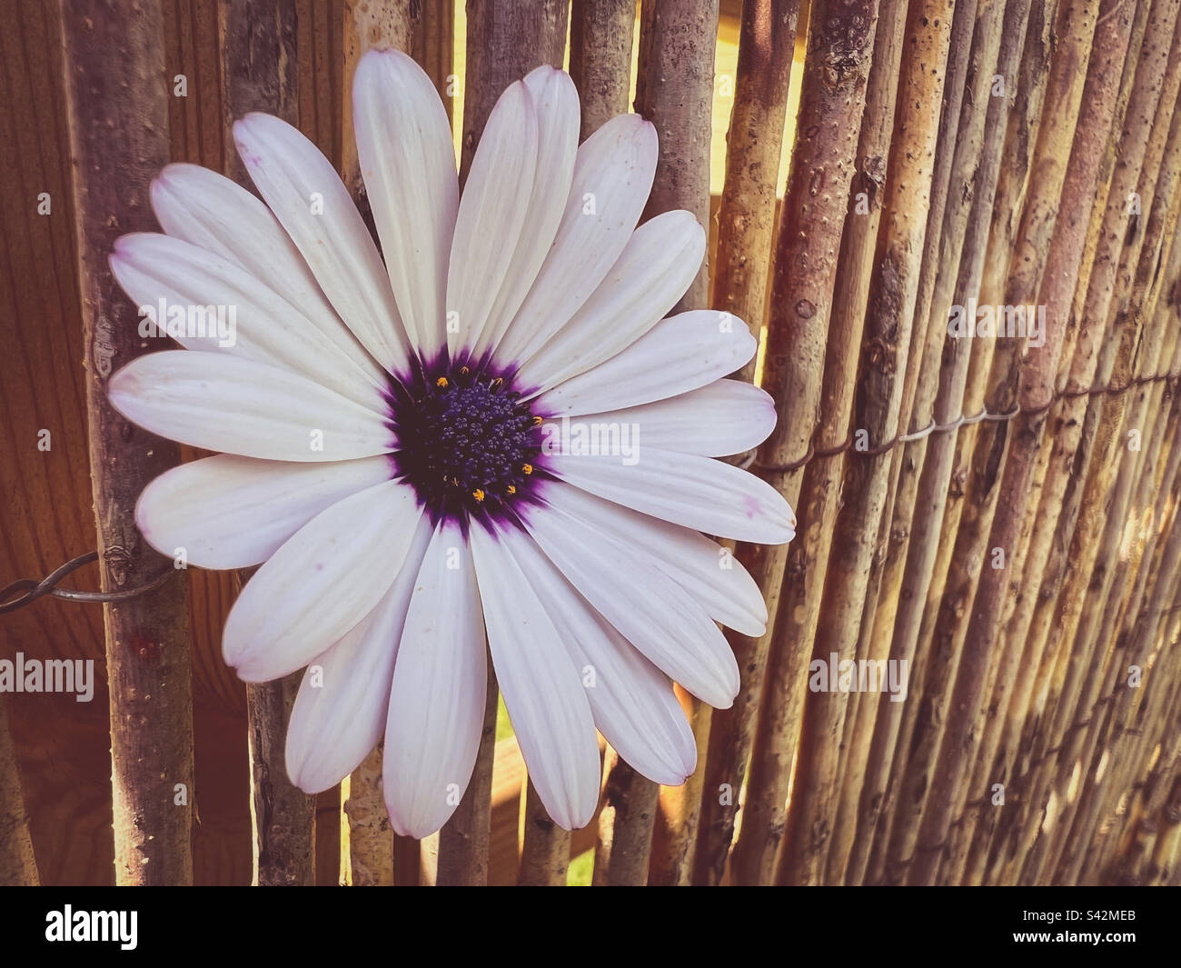 Tied in chains hi-res stock photography and images - Alamy