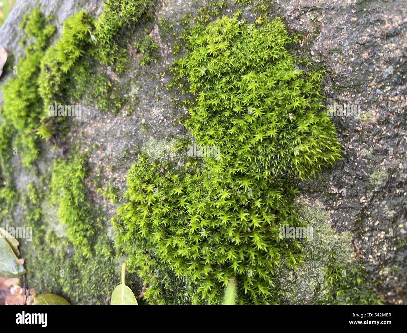 Moss covered granite hi-res stock photography and images - Alamy