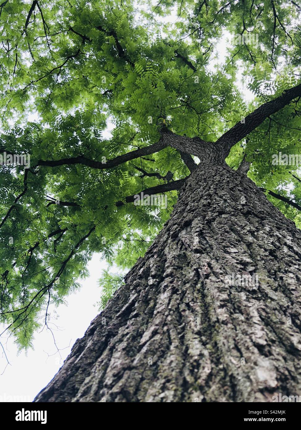 Tall tree hi-res stock photography and images - Alamy