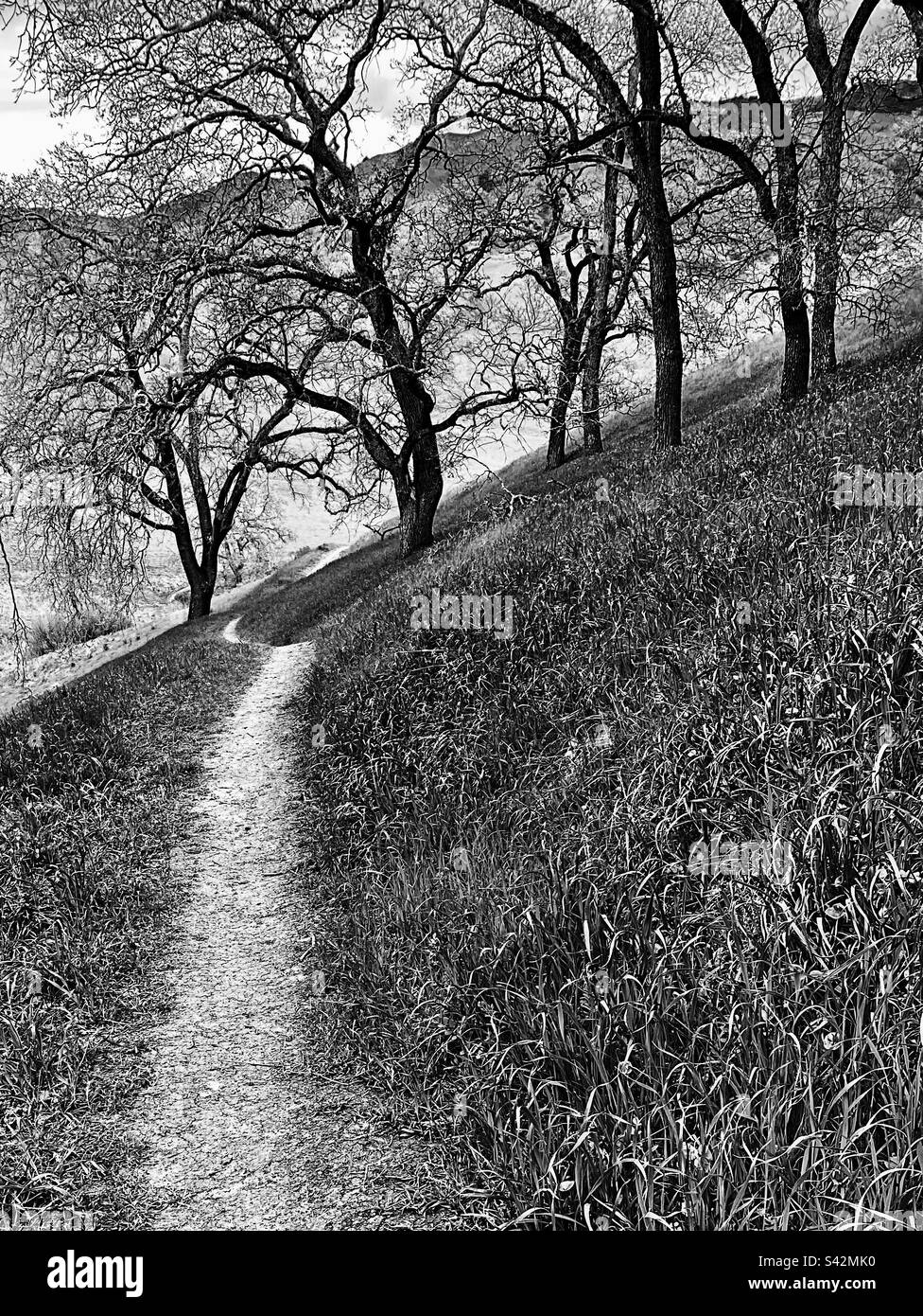 Forest trail path Black and White Stock Photos & Images - Alamy