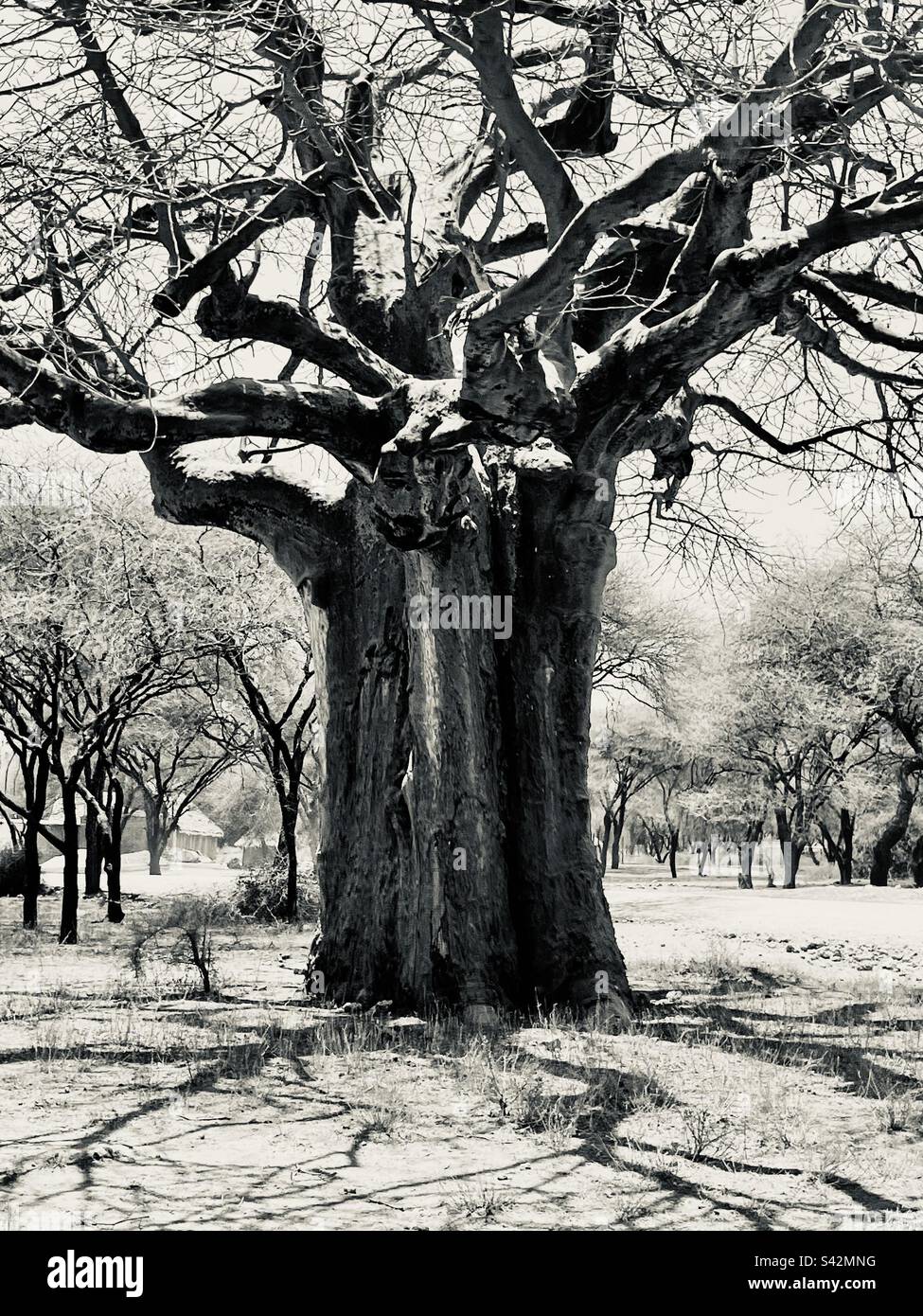Dry season tree hi-res stock photography and images - Alamy