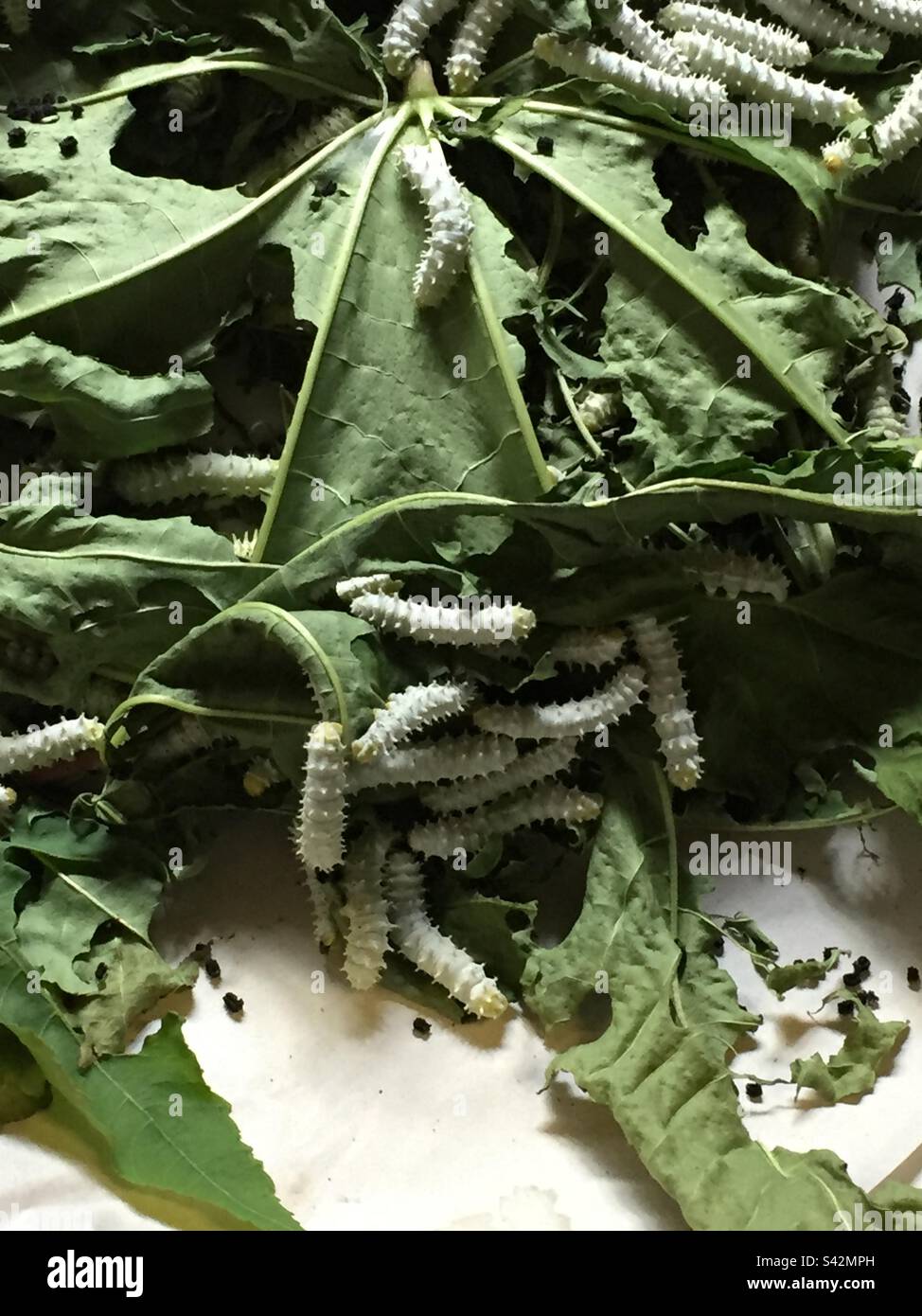 The food of the silk worm hi-res stock photography and images - Alamy