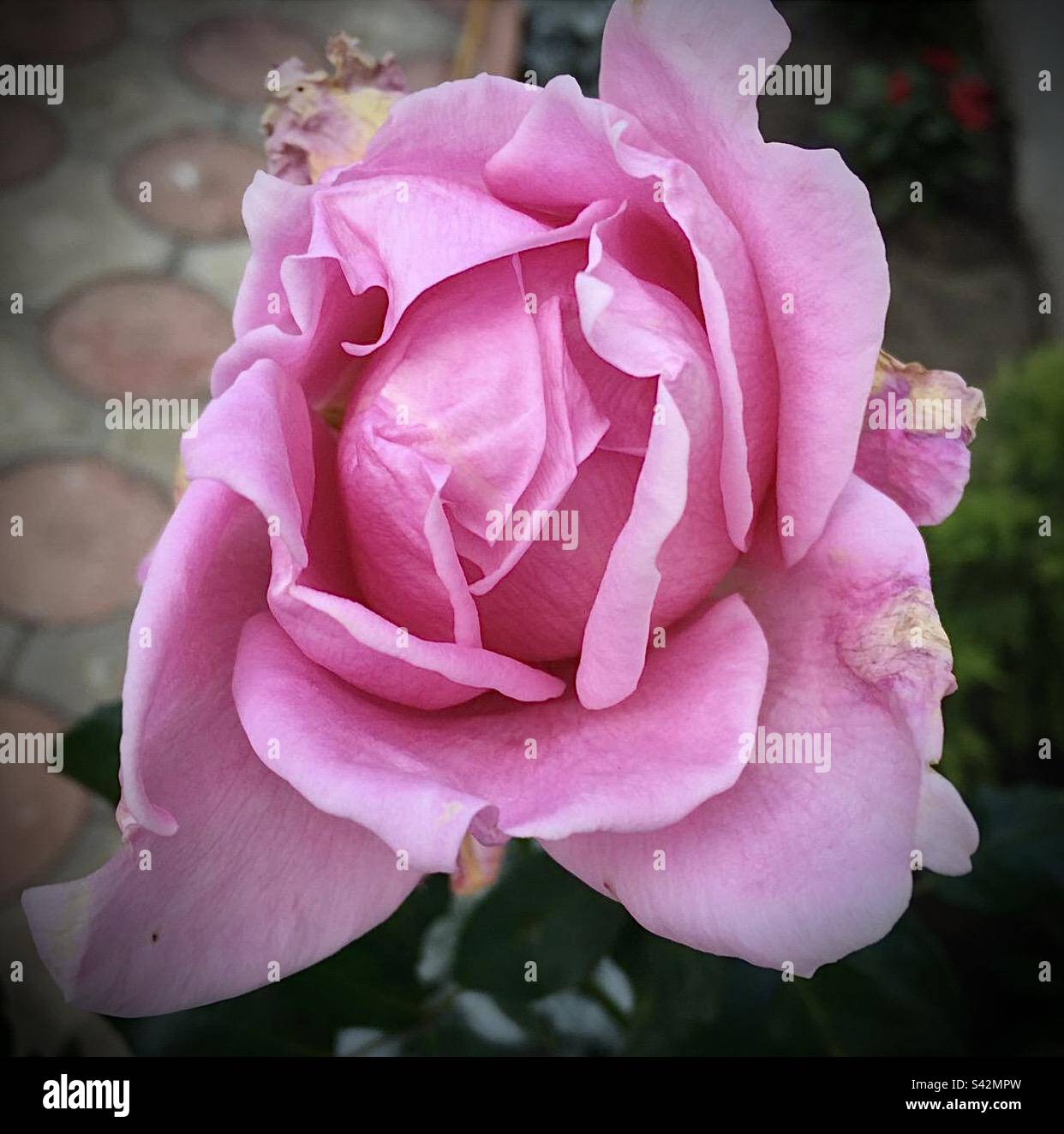 A beautiful pink flower is about to open completely but unfortunately ...